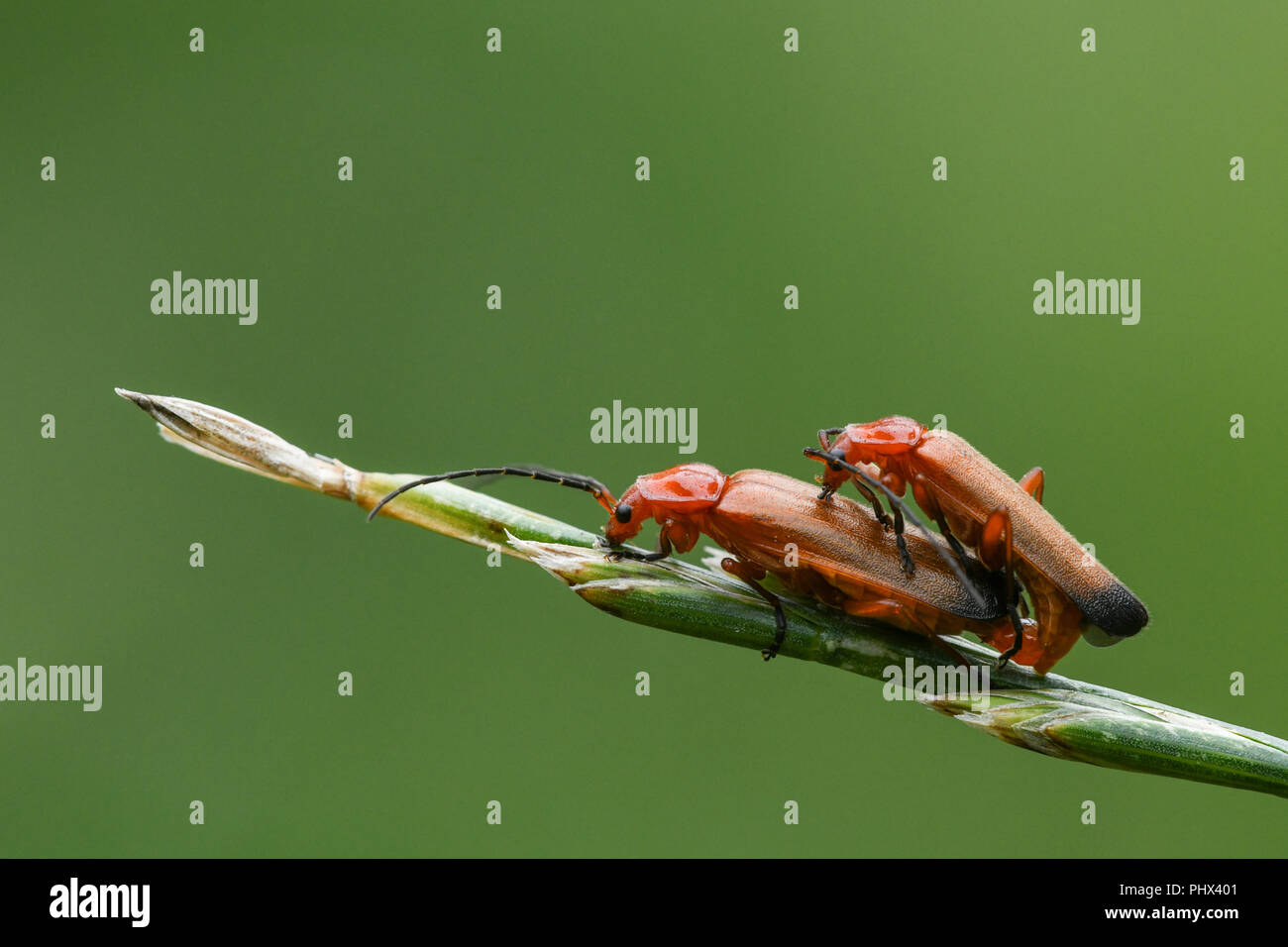 Common red soldier beetle Stock Photo - Alamy