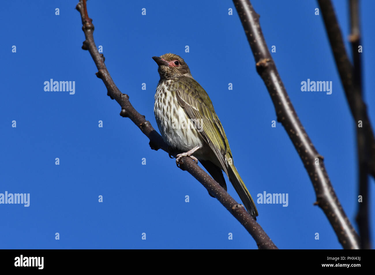 Australian Female Figbird Sphecotheres Viridis High Resolution Stock ...