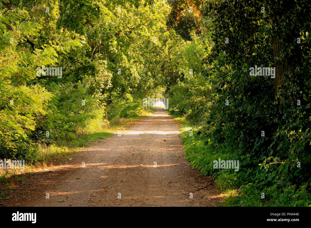 Forest without sun hi-res stock photography and images - Alamy