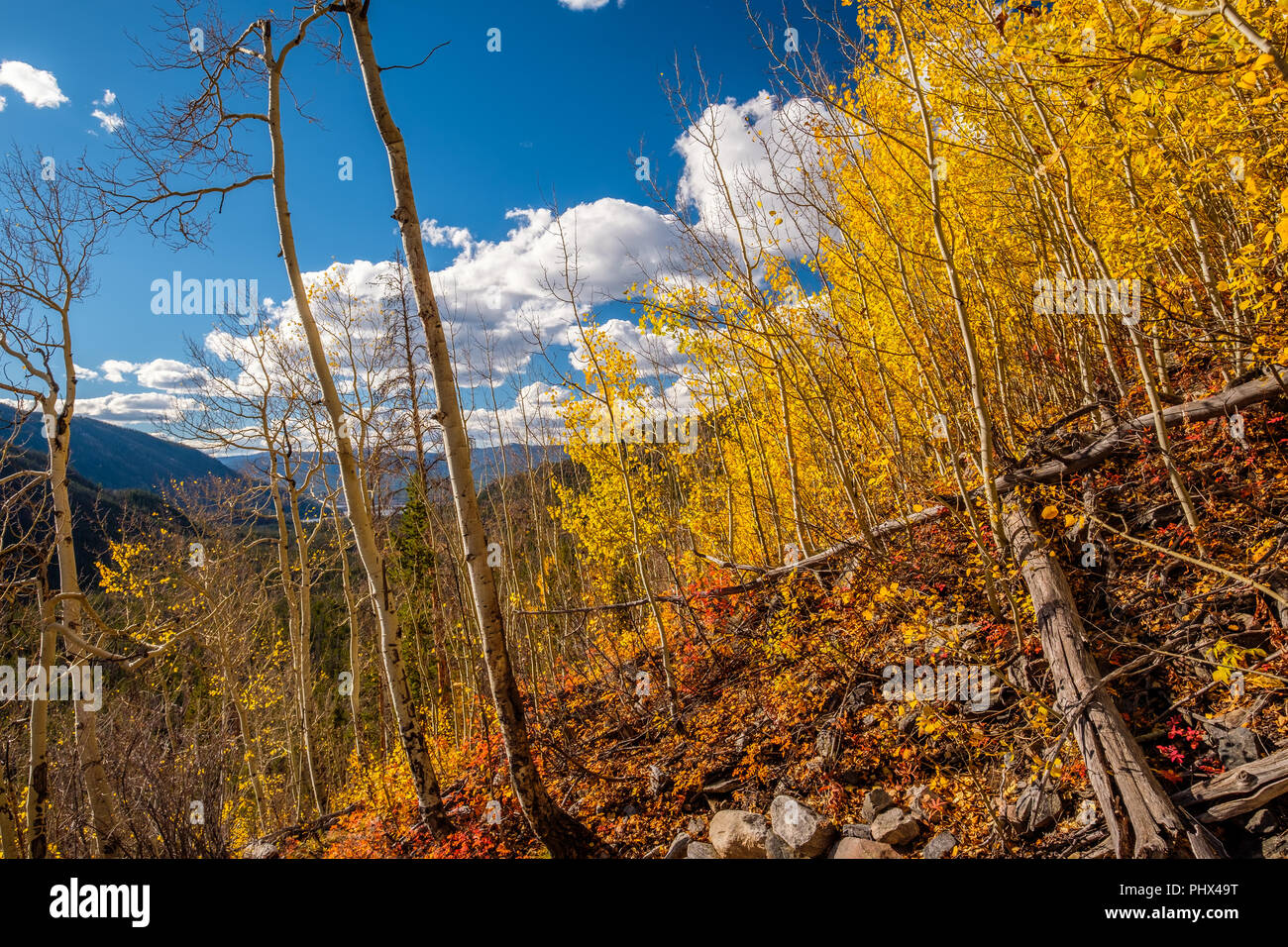 Aspen grove at autumn in Rocky Mountains Stock Photo - Alamy
