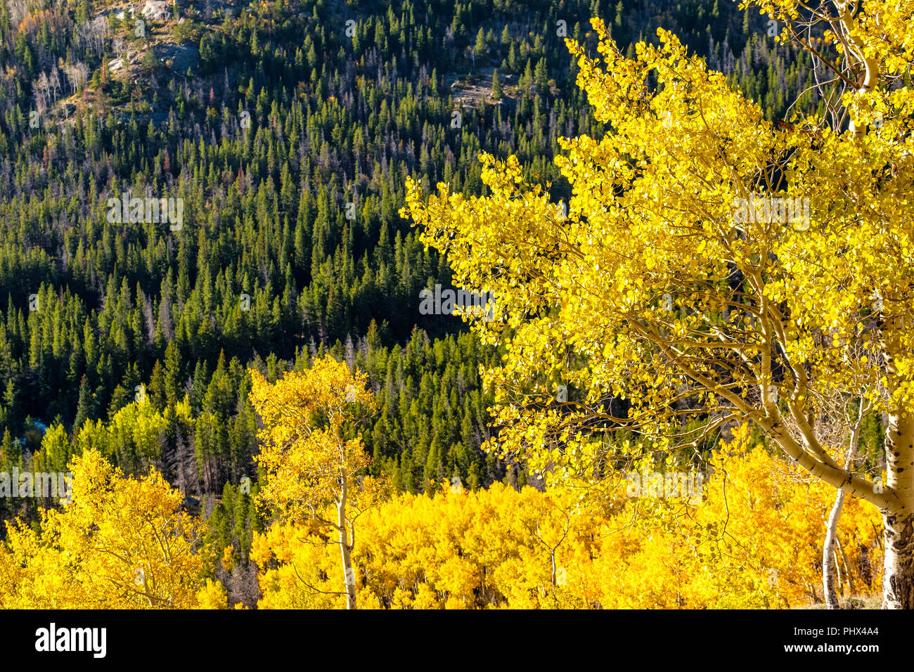 Aspen grove at autumn in Rocky Mountains Stock Photo - Alamy
