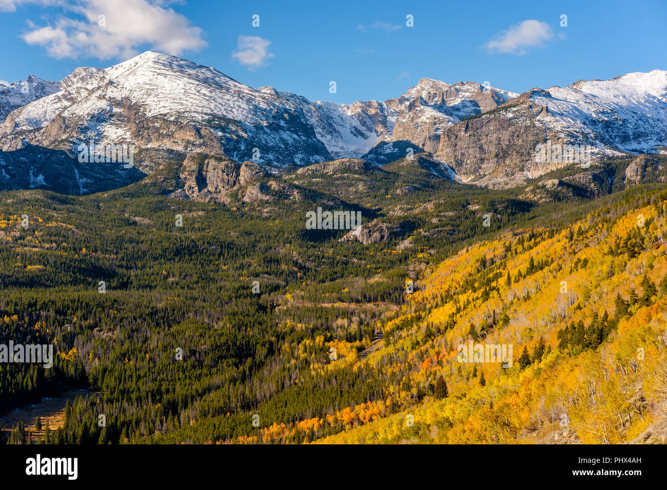 Aspen grove at autumn in Rocky Mountains Stock Photo - Alamy