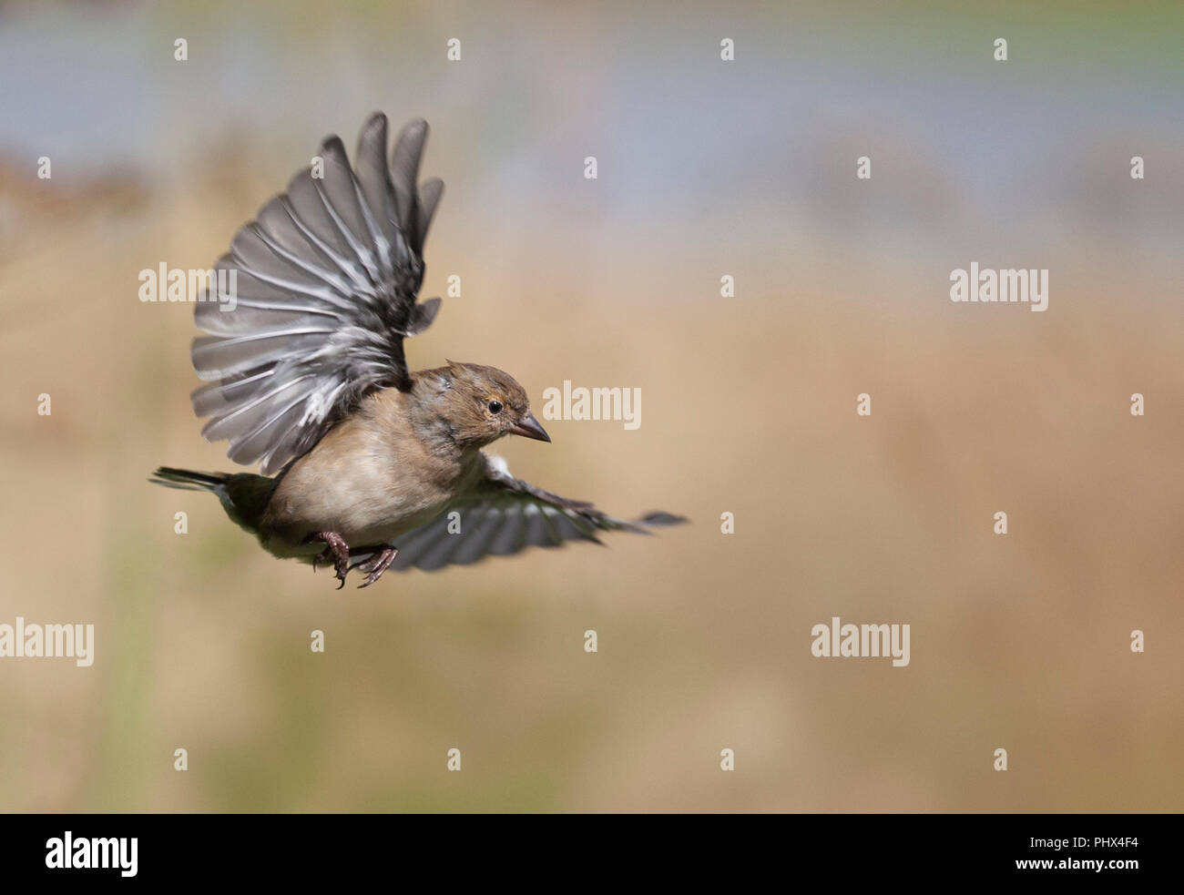 Chaffinch flying uk hi-res stock photography and images - Alamy
