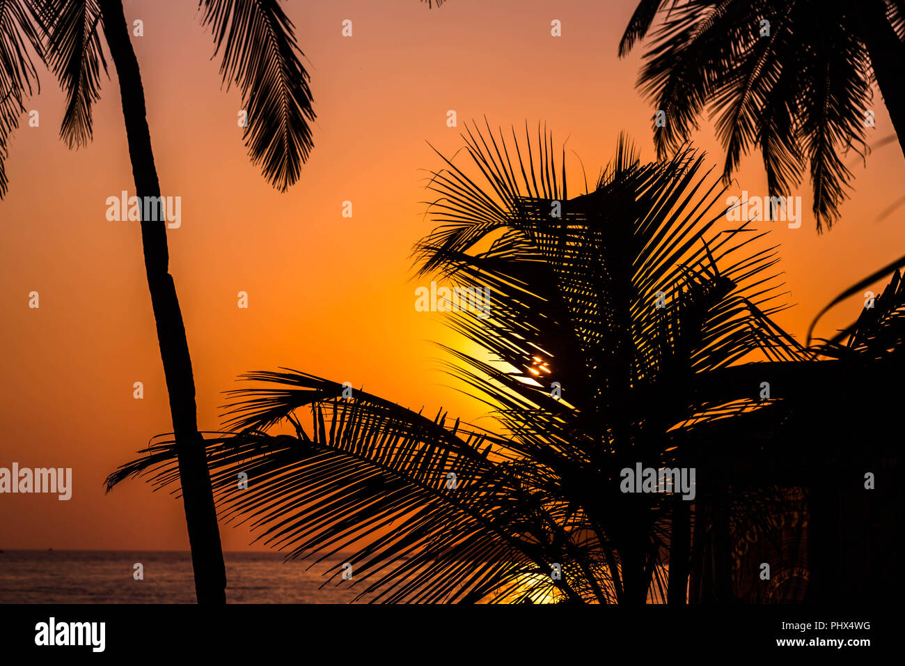 Palm trees in Goa Stock Photo - Alamy