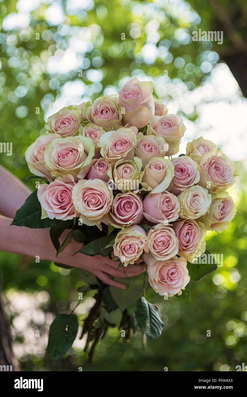 Female hands holding beauty bouquet of red roses Stock Photo - Alamy