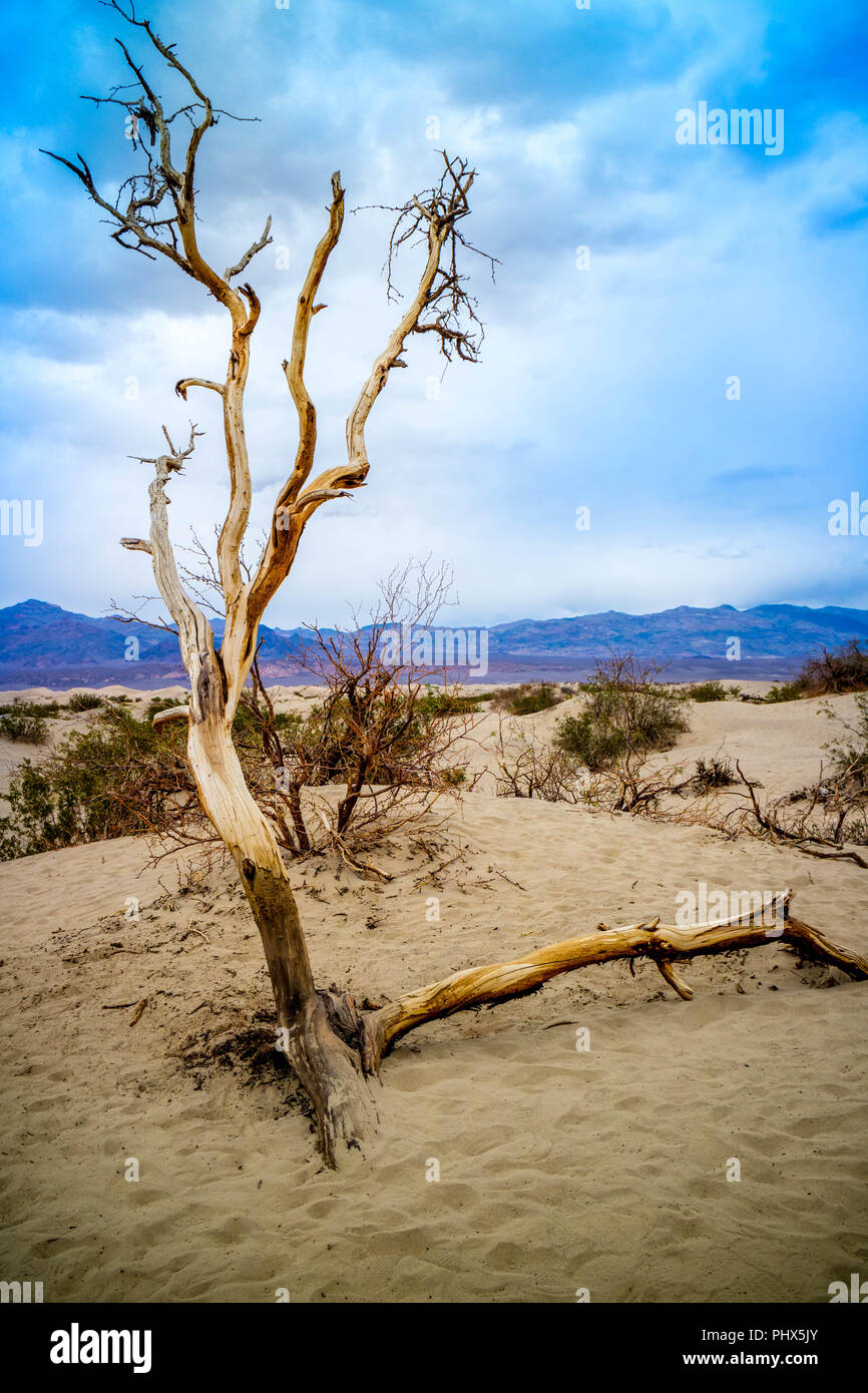 Tree of death hi-res stock photography and images - Alamy
