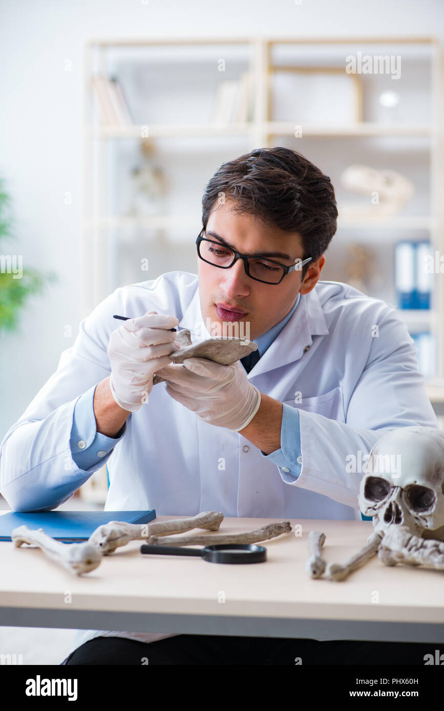 Professor studying human skeleton in lab Stock Photo - Alamy