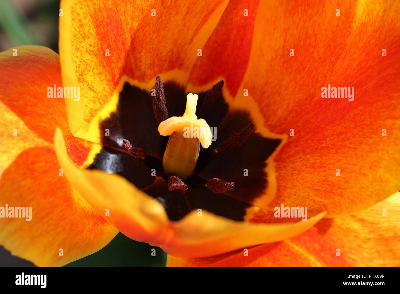 tulip - close up Stock Photo - Alamy