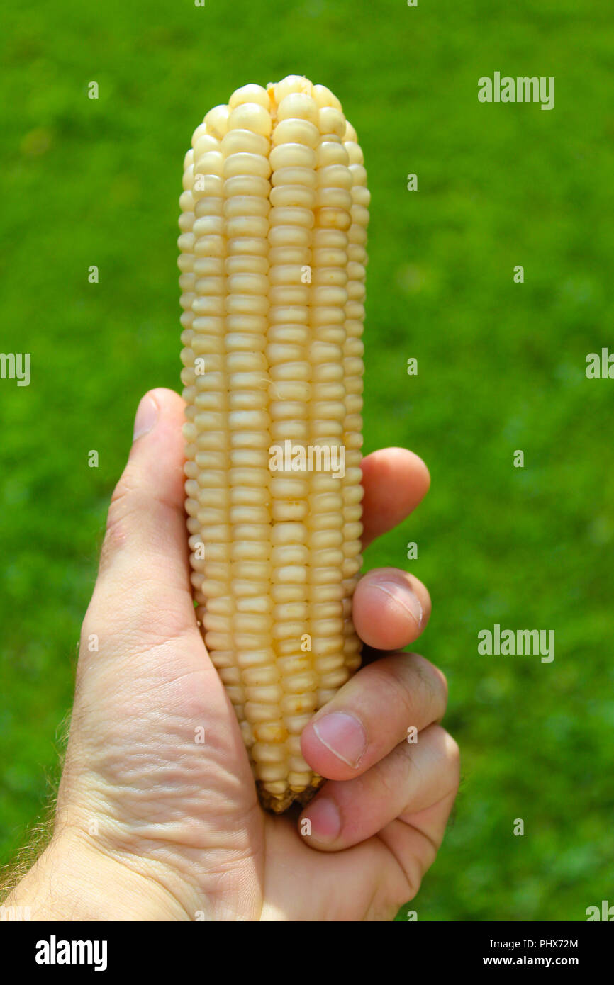Man holding single organic corn in hand. Homegrown vegetable human ...