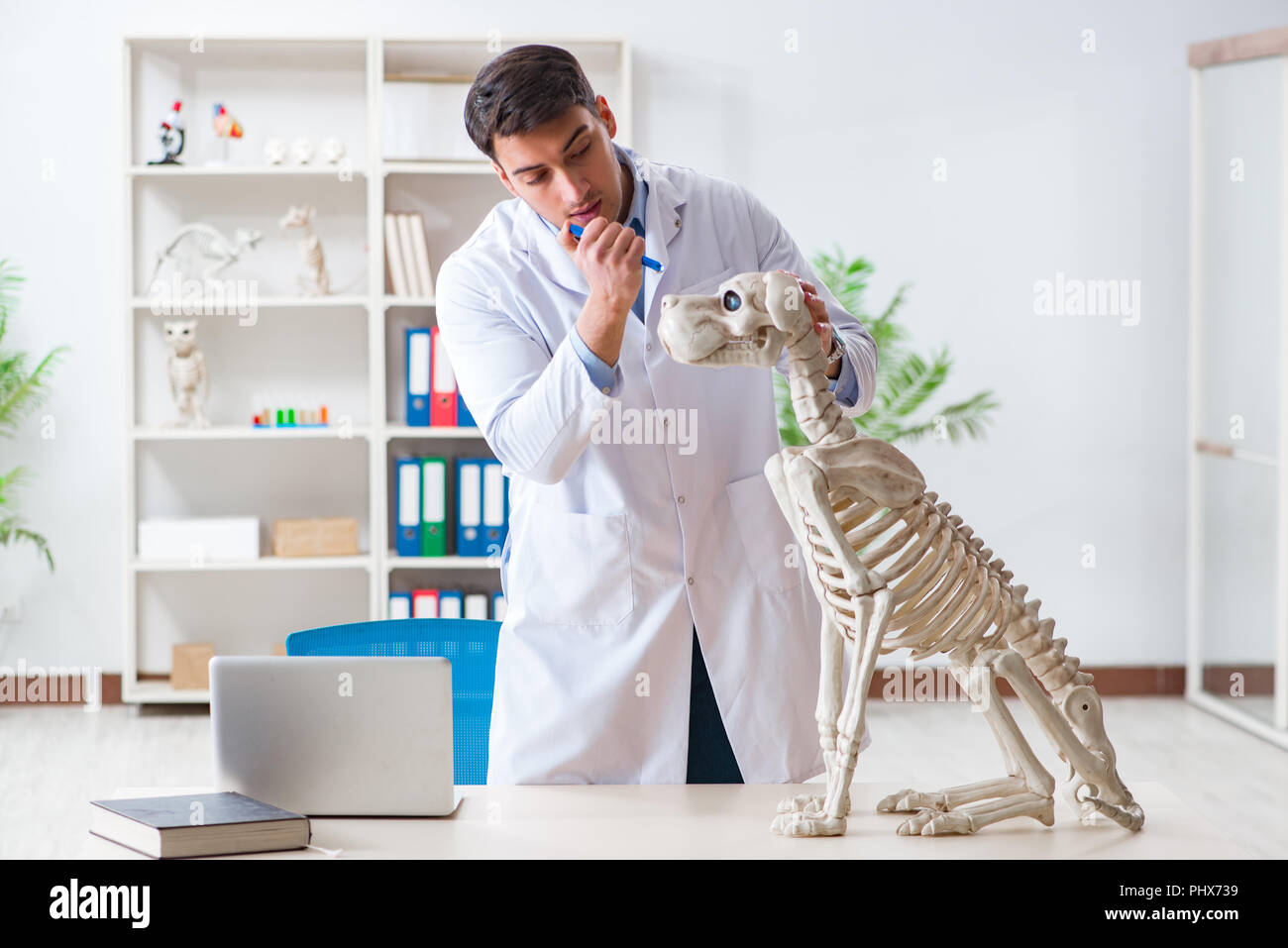 Doctor vet practicing on dog skeleton Stock Photo - Alamy