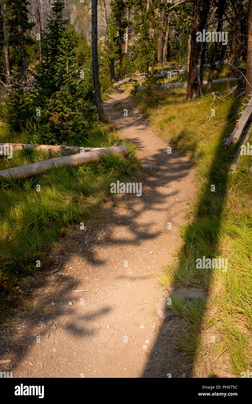 Dirt trail leads with a winding path through a green forest Stock Photo ...
