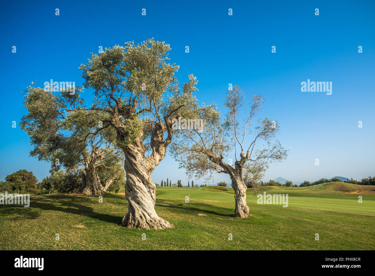 Old olive trees hi-res stock photography and images - Alamy
