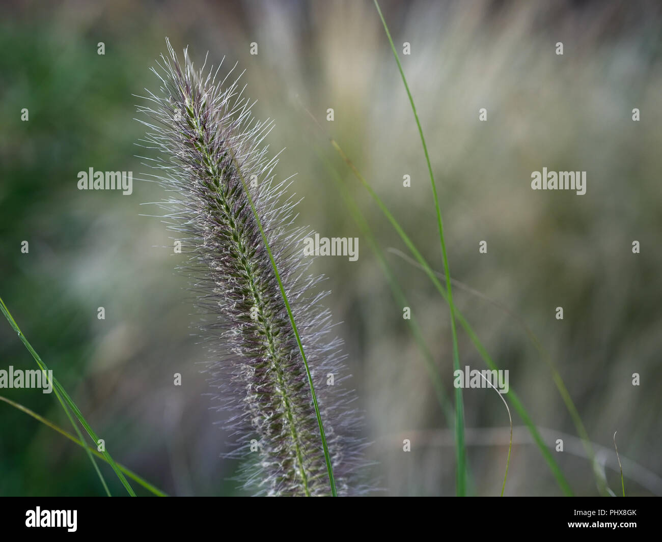 Setaria foxtail wild weed hi-res stock photography and images - Alamy