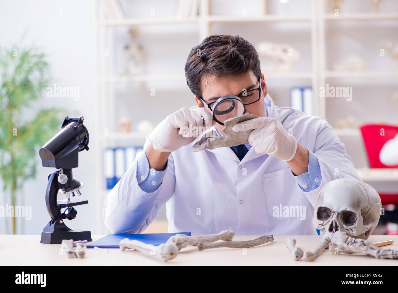 Professor studying human skeleton in lab Stock Photo - Alamy