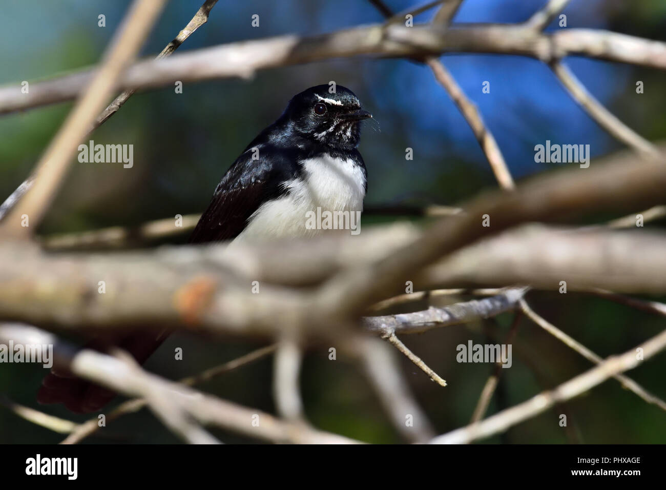 Queensland Willie Wagtail High Resolution Stock Photography and Images ...