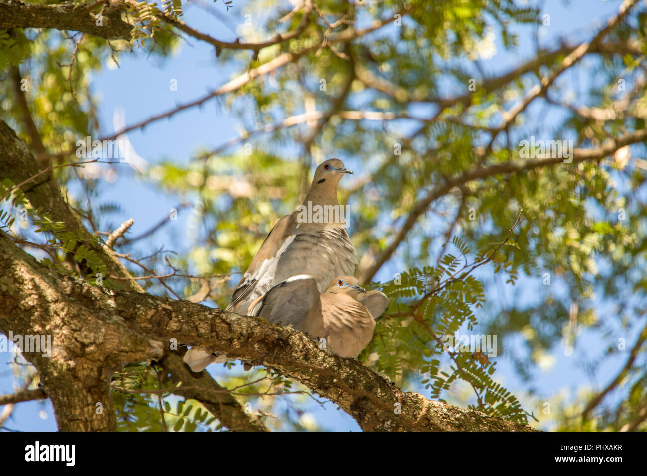 Male and female dove hi-res stock photography and images - Alamy