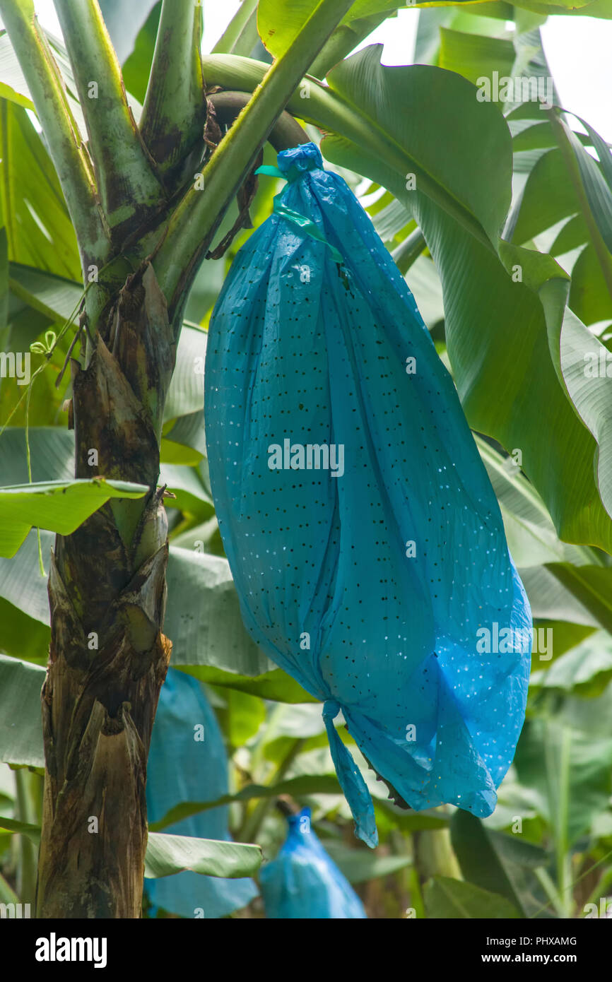 Near Tortuguero National Park, Costa Rica, Central America. Close-up of ...
