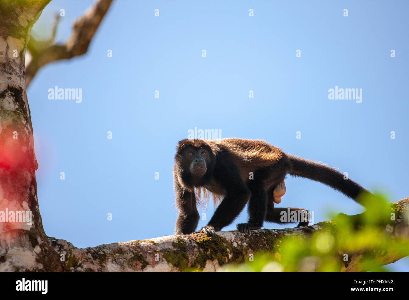 Monkey climbing tree hi-res stock photography and images - Alamy