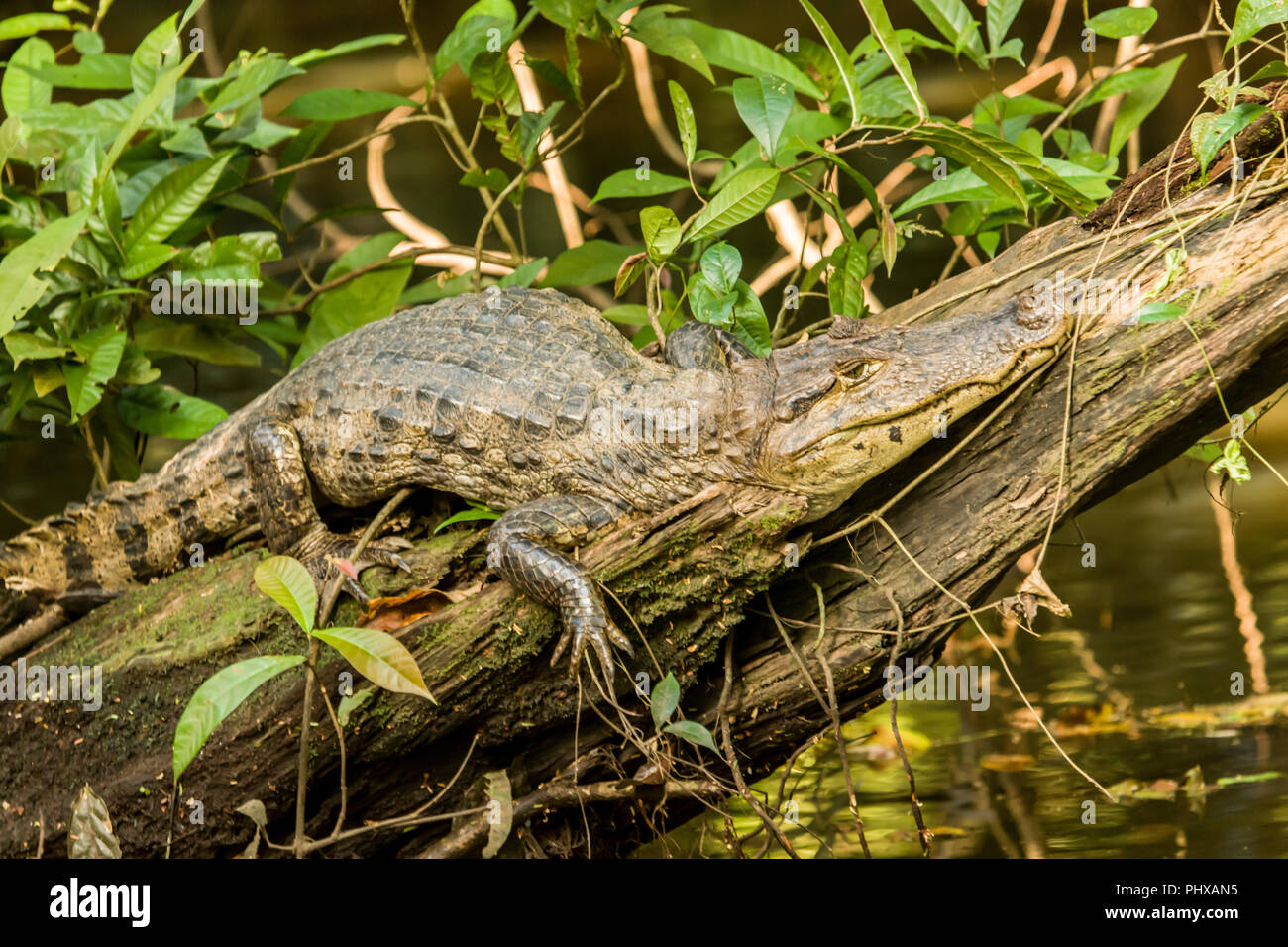 Spectacled Caiman (Caiman crocodilus) in Tortuguero National Park ...