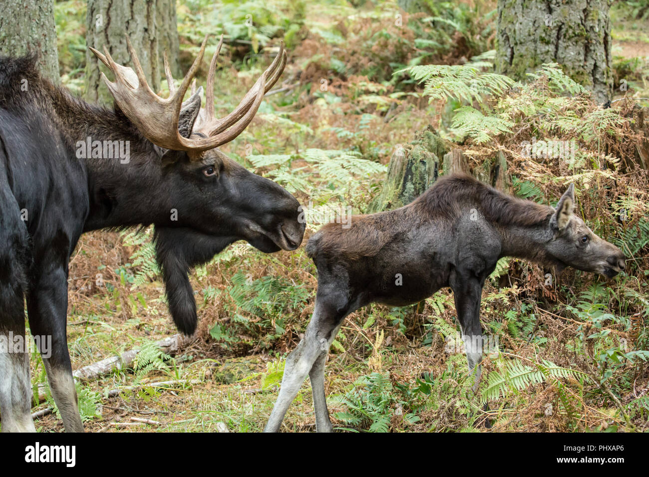 Bull Moose and its calf in Northwest Trek Wildlife Park near Eatonville ...
