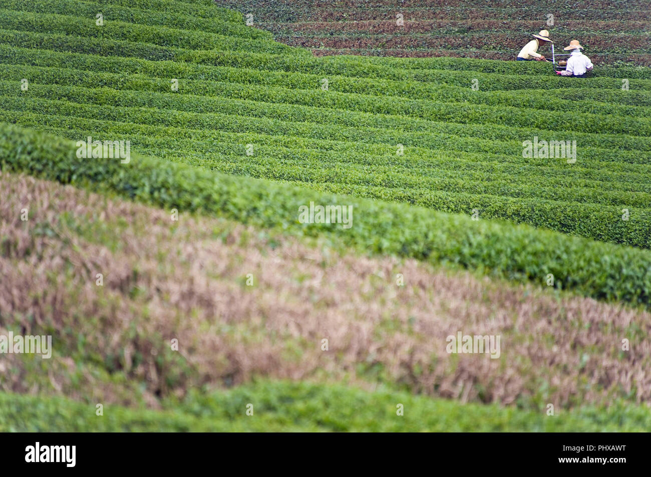 Growers work the tea plantations of the mountainous districts of ...