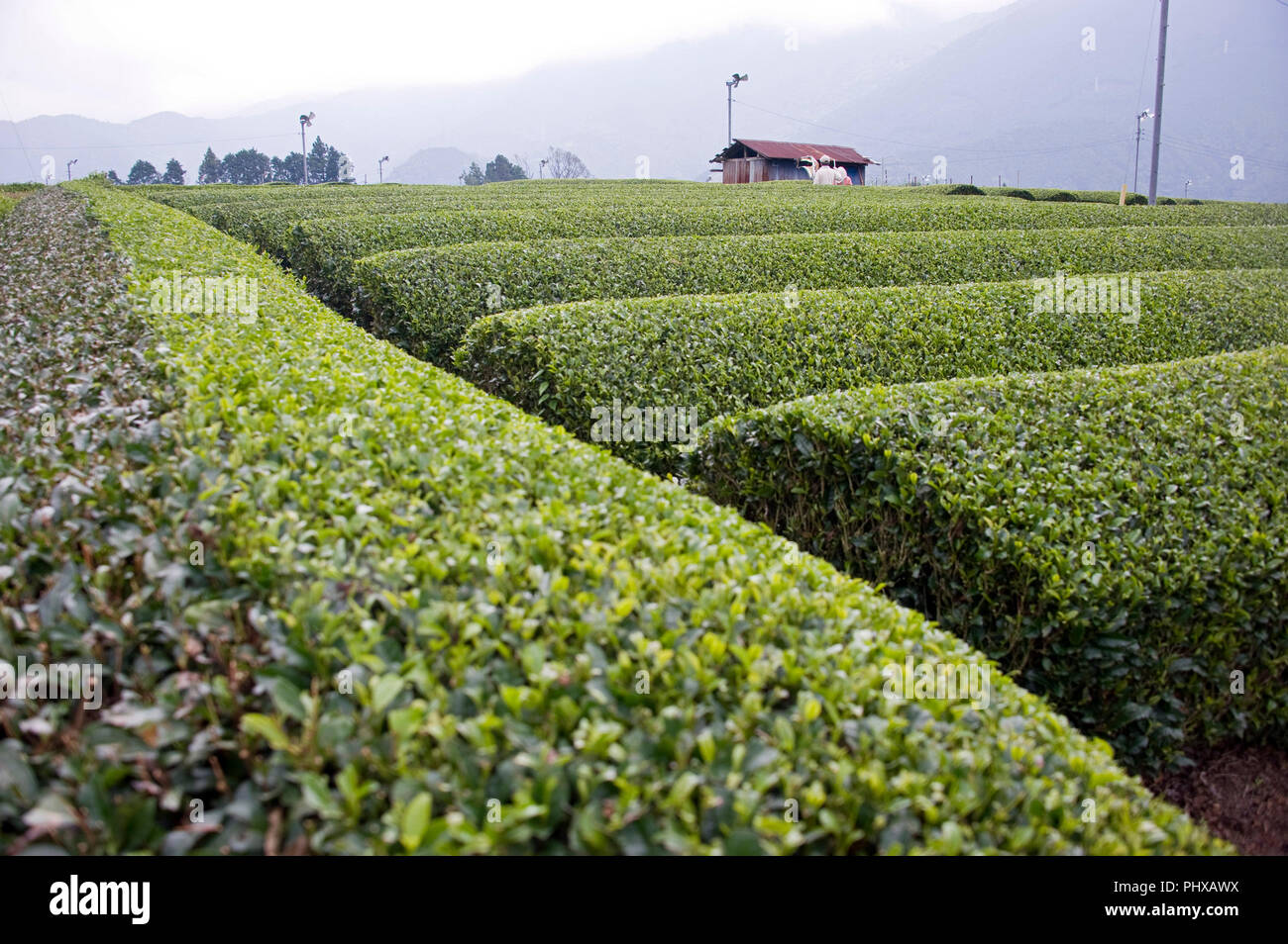 Growers work the tea plantations of the mountainous districts of ...