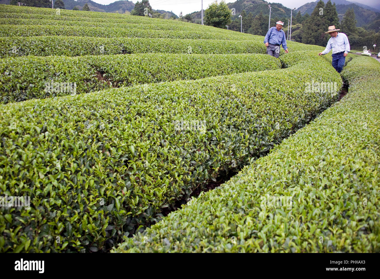 Tea growers Masahiro Hosokawa (L) and his son Daisuke walk through walk ...