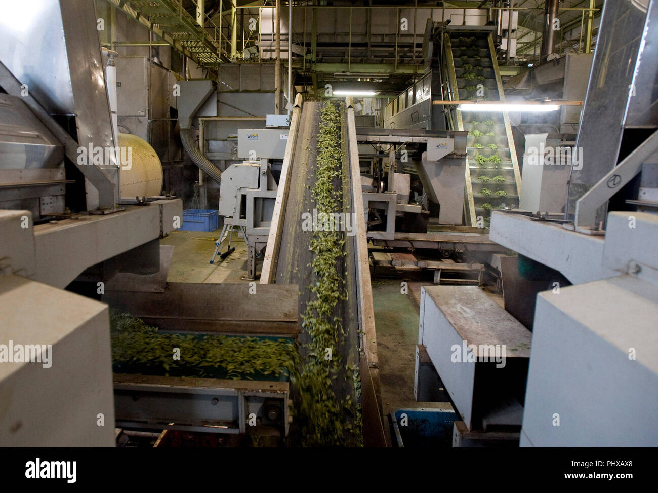 Steamed tea leaves are transported to dryers inside the factory at ...