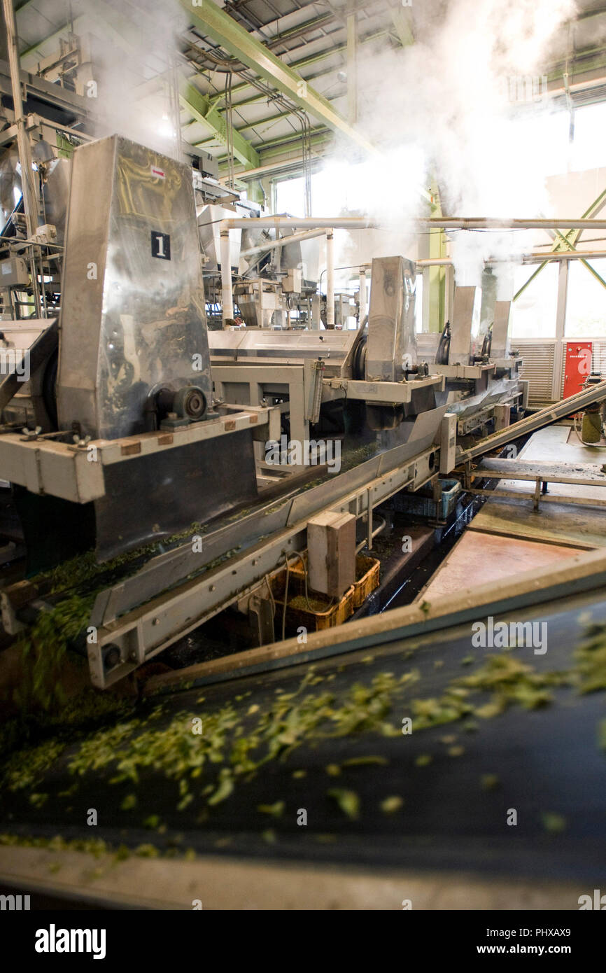 Steamed tea leaves are transported to dryers inside the factory at ...