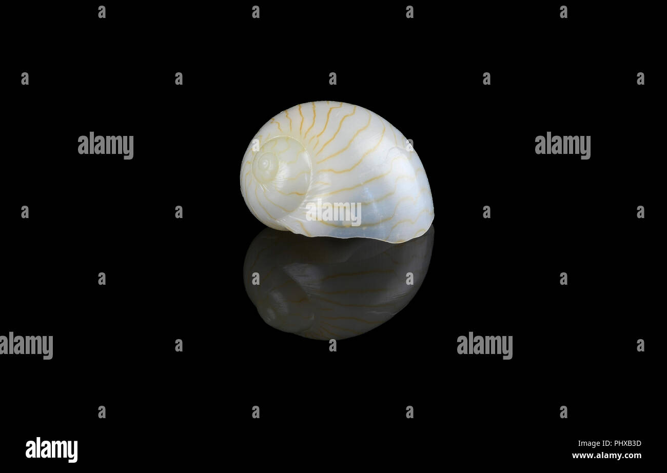 Moon shell, a predatory sea snail from the Naticidae family, isolated ...