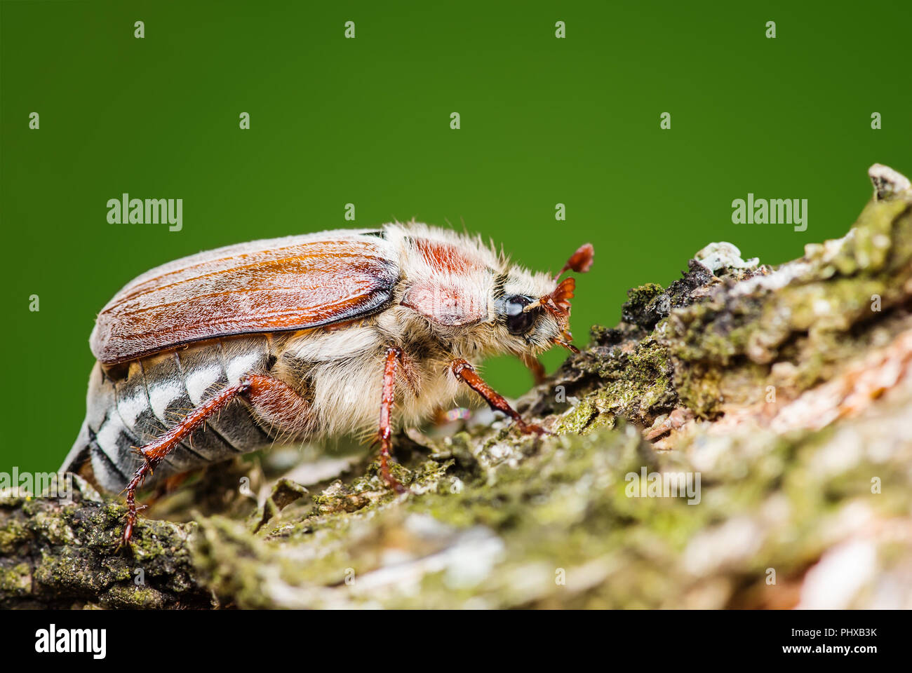 Cockchafer Melolontha May Beetle Bug Insect Macro Stock Photo - Alamy