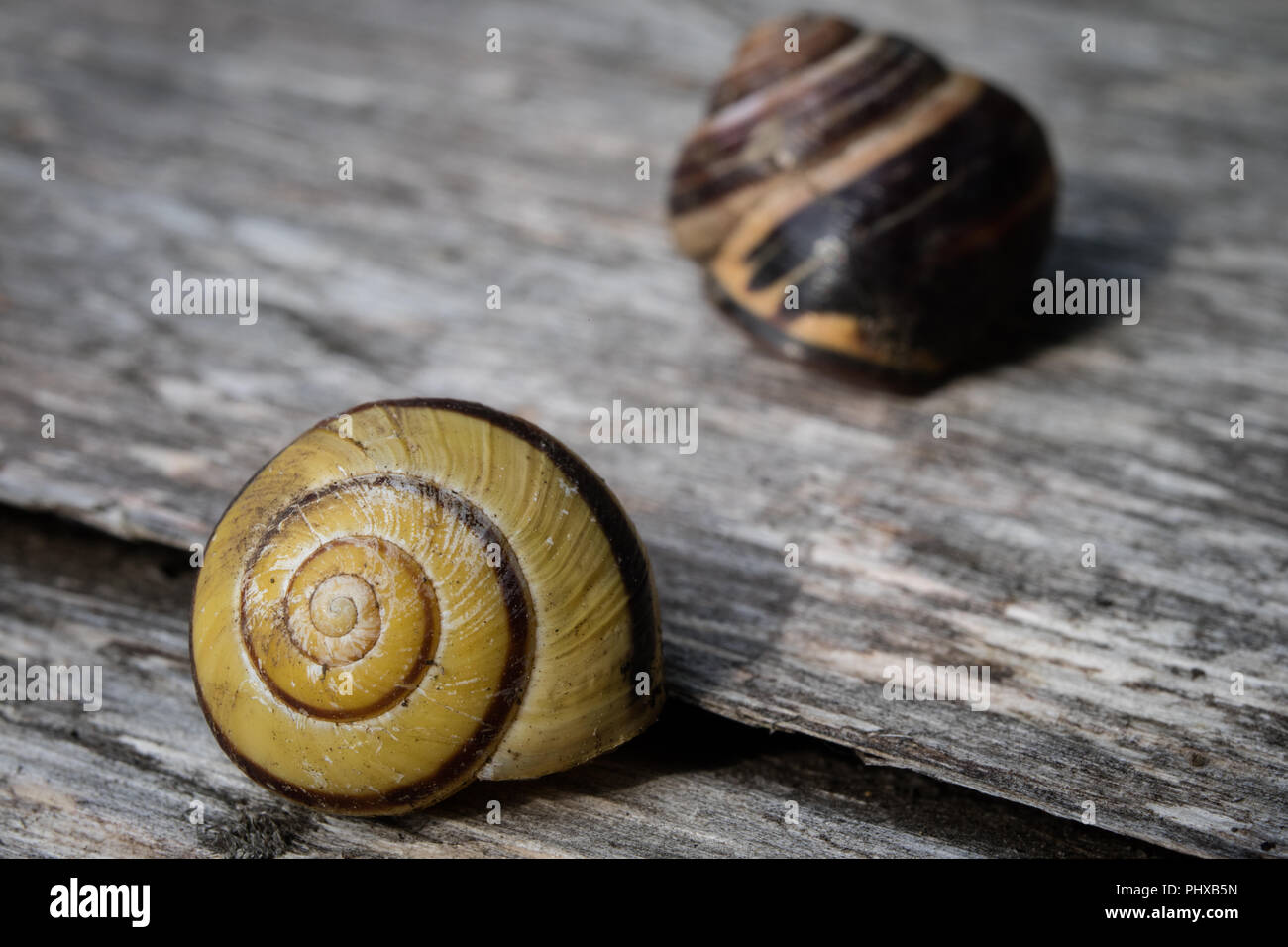 Old shells on a wooden table. Shells of molluscs remaining empty. Dark ...