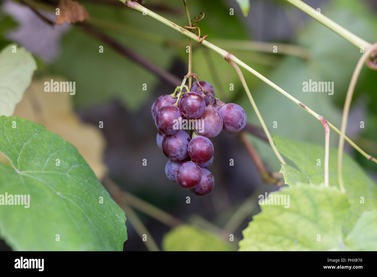 Tasty ripe dark grapes on the bushes. Fruit used for wine production ...