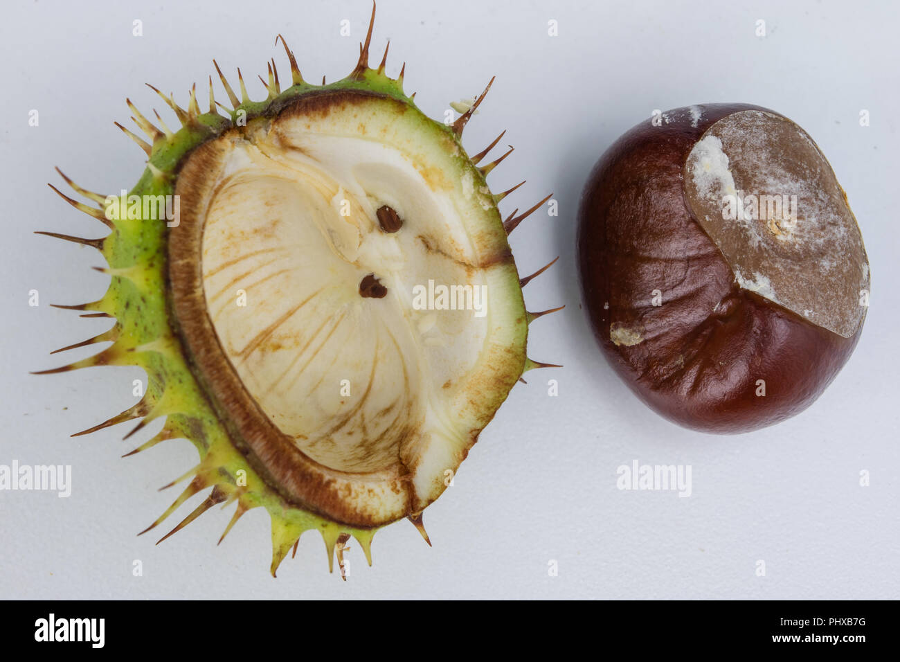 Ripe chestnuts in casings on a white table. Fruit of the tree ...