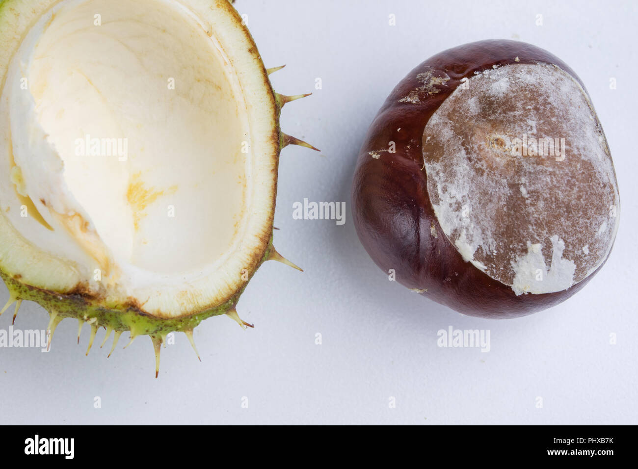 Ripe chestnuts in casings on a white table. Fruit of the tree ...