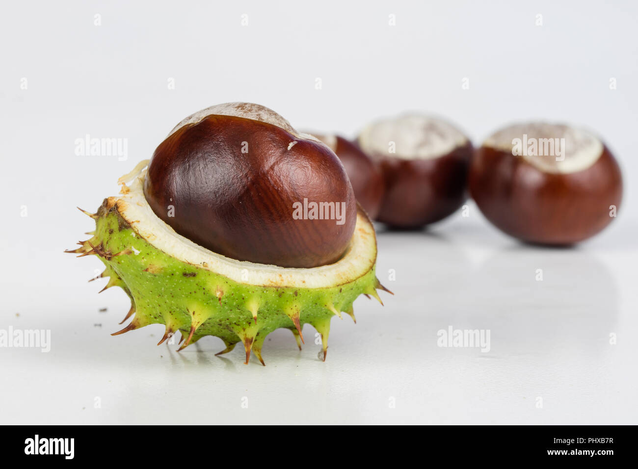 Ripe chestnuts in casings on a white table. Fruit of the tree ...