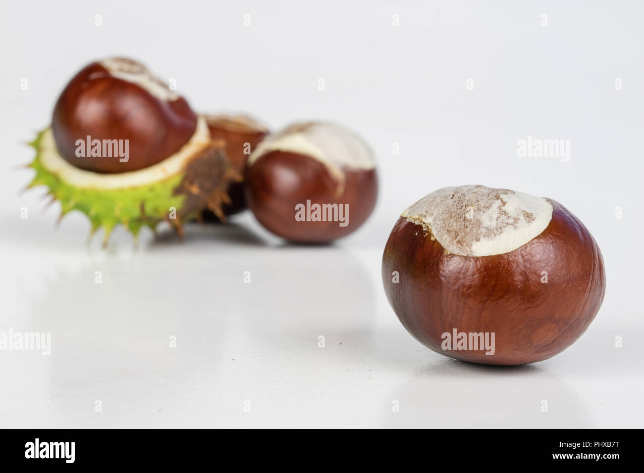 Ripe chestnuts in casings on a white table. Fruit of the tree ...