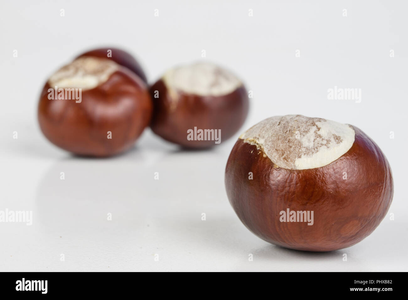 Ripe chestnuts in casings on a white table. Fruit of the tree ...
