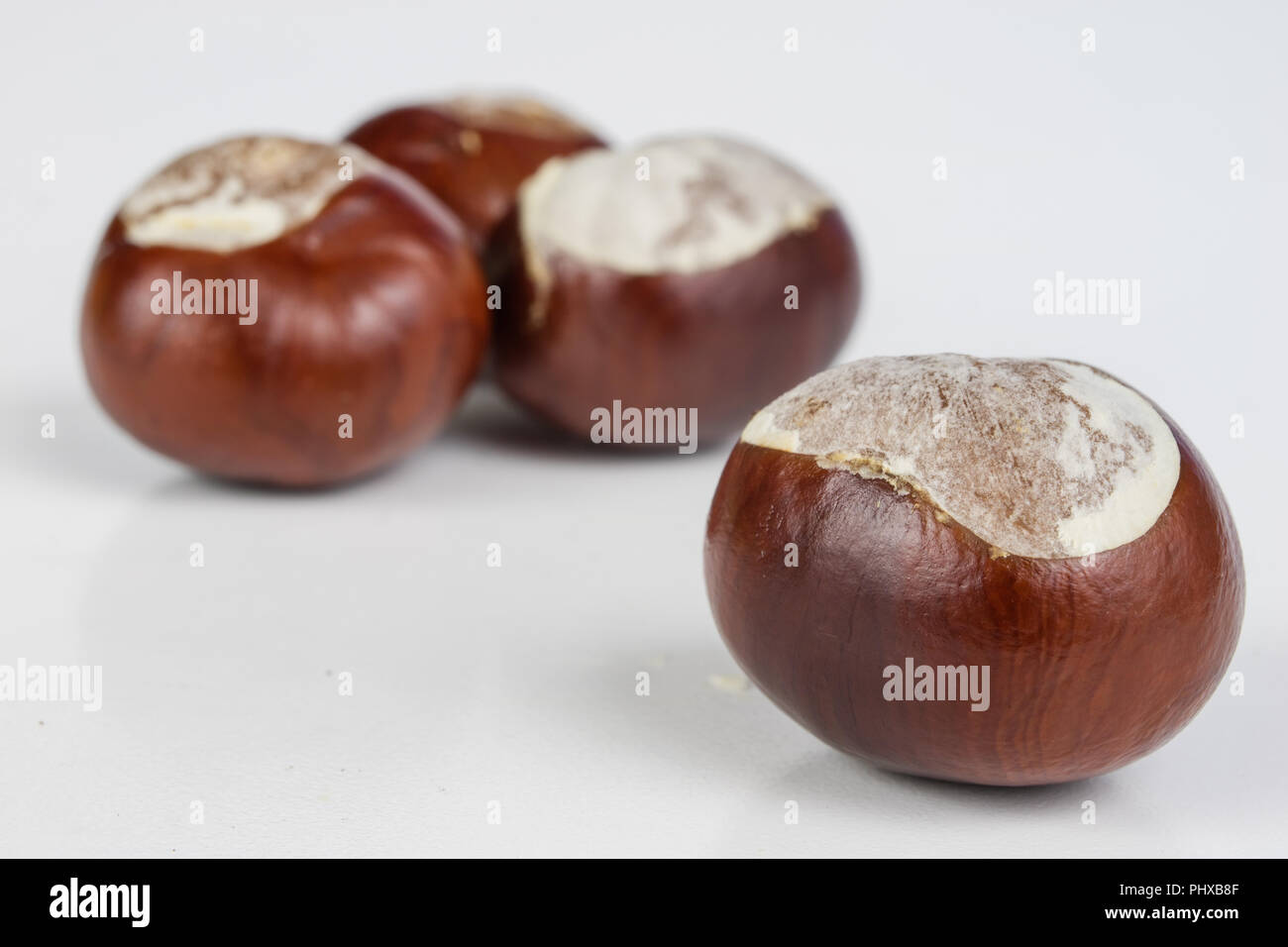 Ripe chestnuts in casings on a white table. Fruit of the tree ...