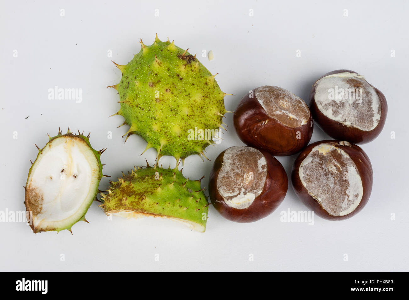 Ripe chestnuts in casings on a white table. Fruit of the tree ...