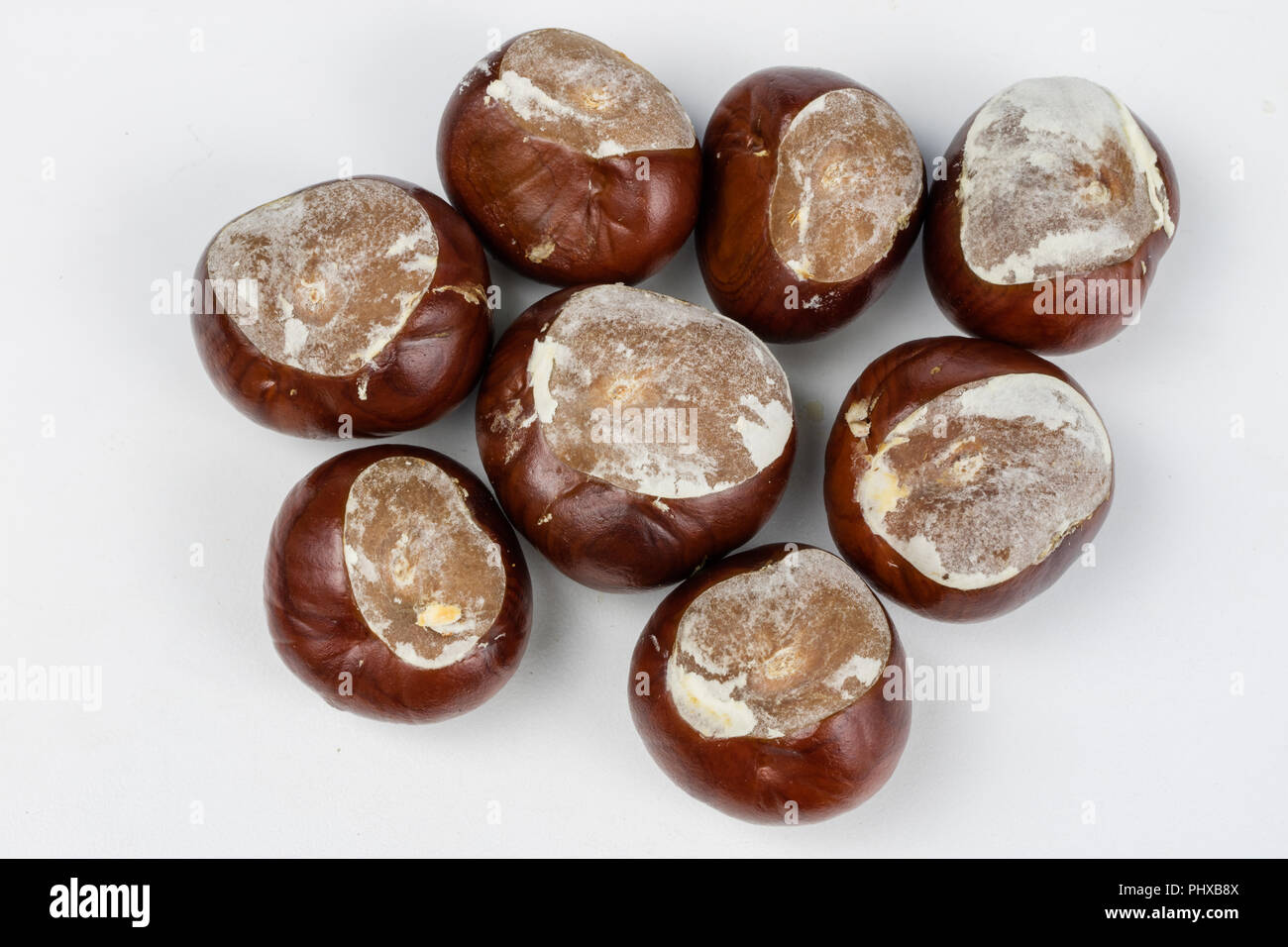 Ripe chestnuts in casings on a white table. Fruit of the tree ...