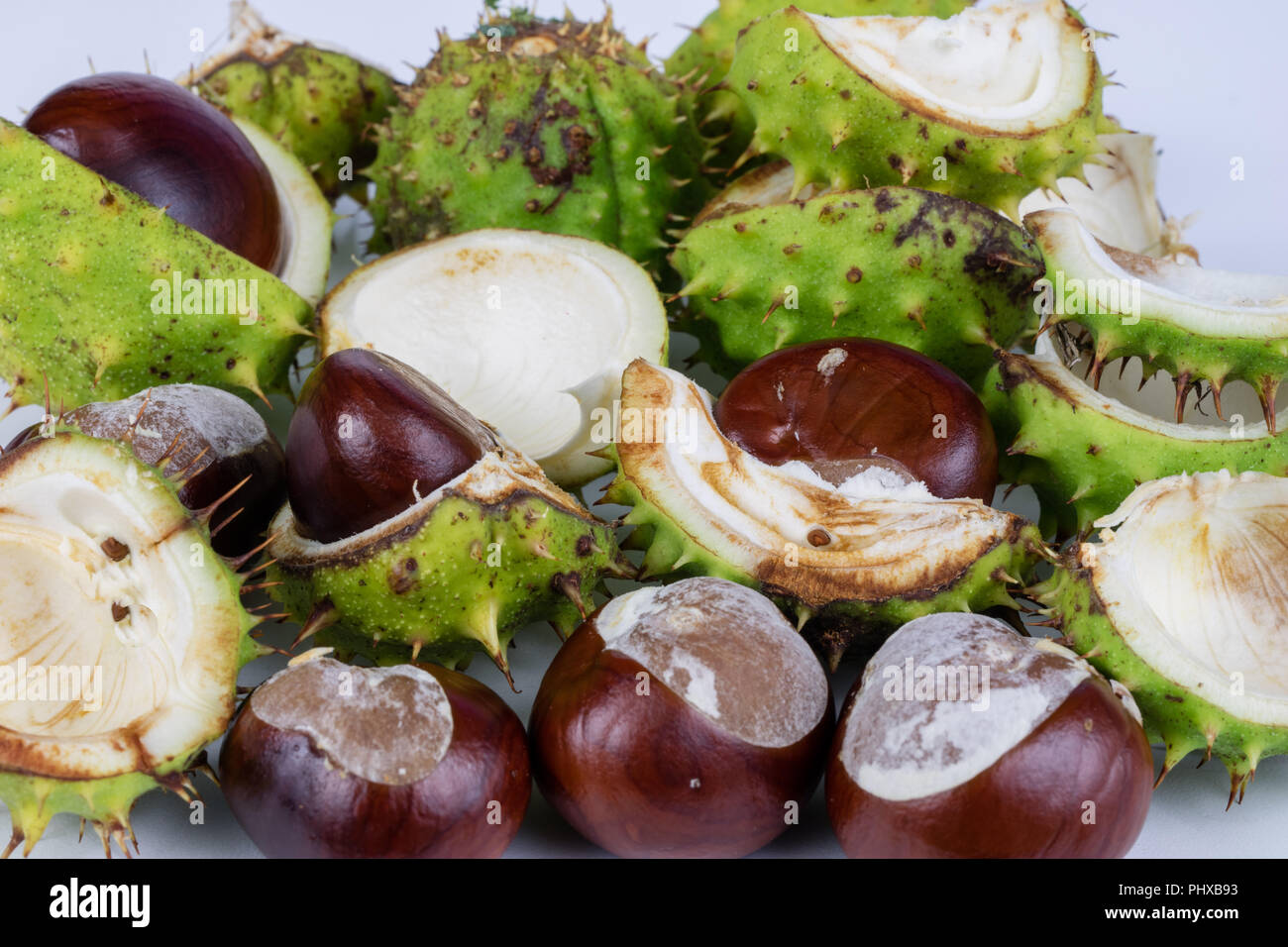 Ripe chestnuts in casings on a white table. Fruit of the tree ...