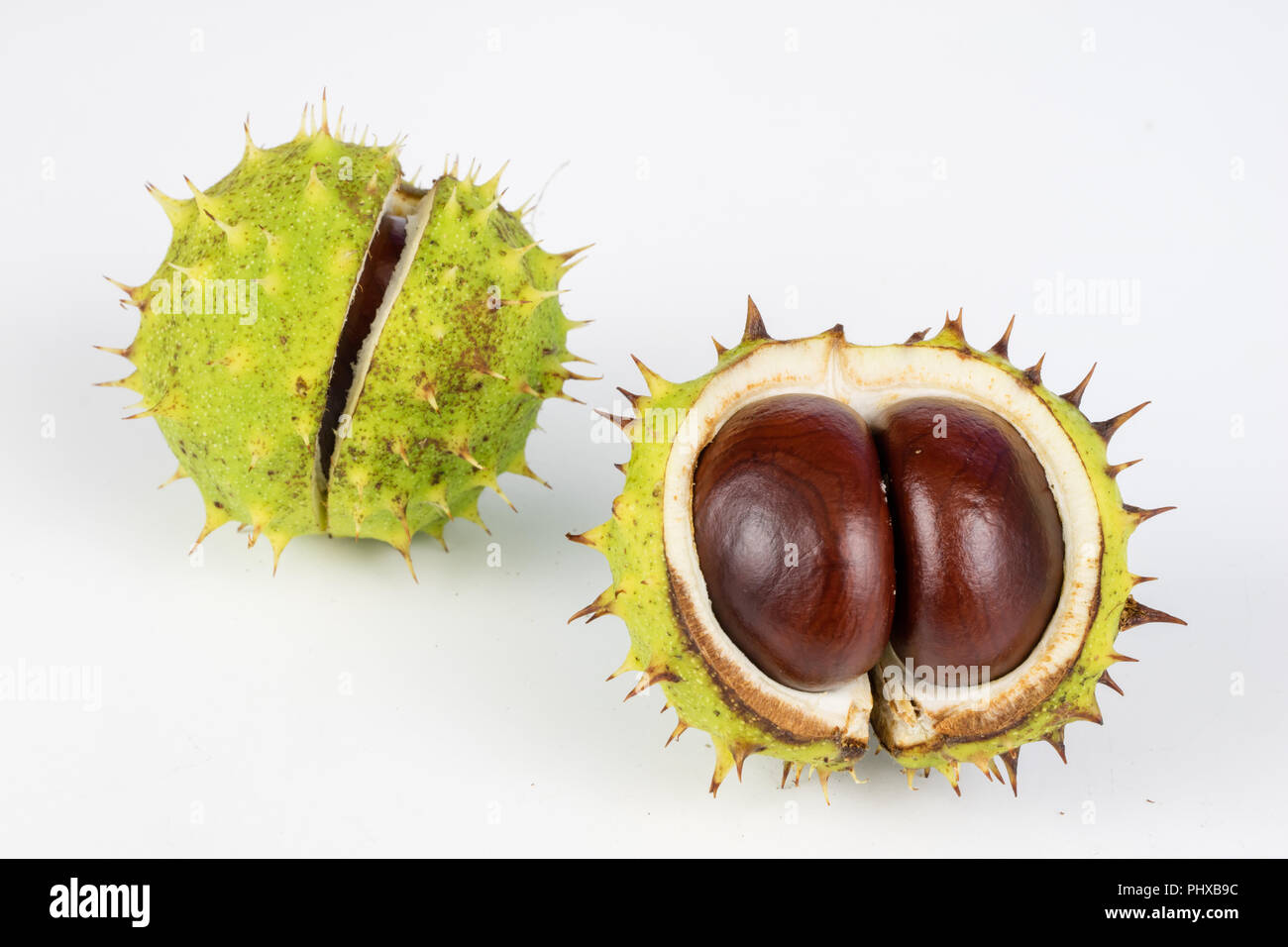 Ripe chestnuts in casings on a white table. Fruit of the tree ...