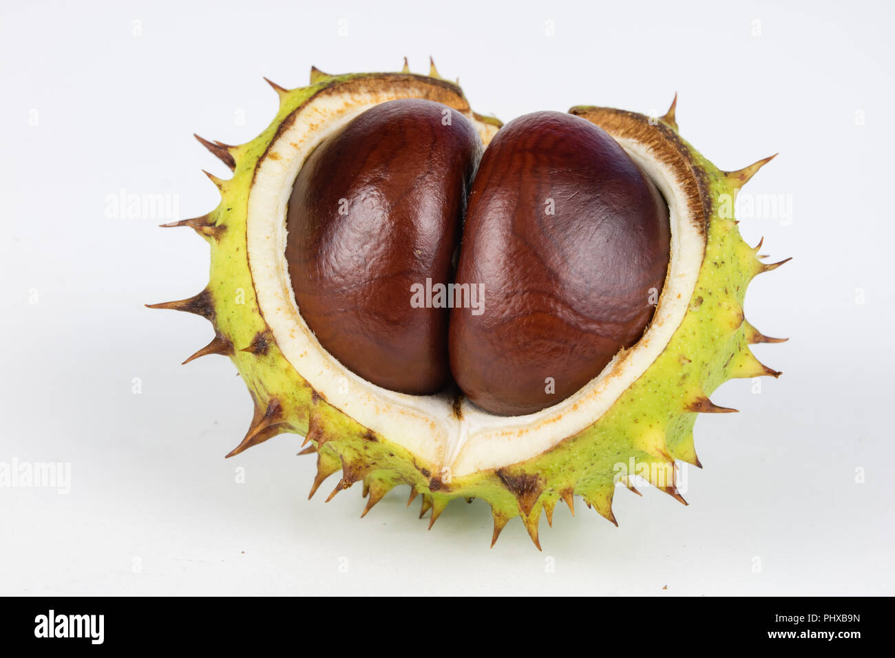 Ripe chestnuts in casings on a white table. Fruit of the tree ...