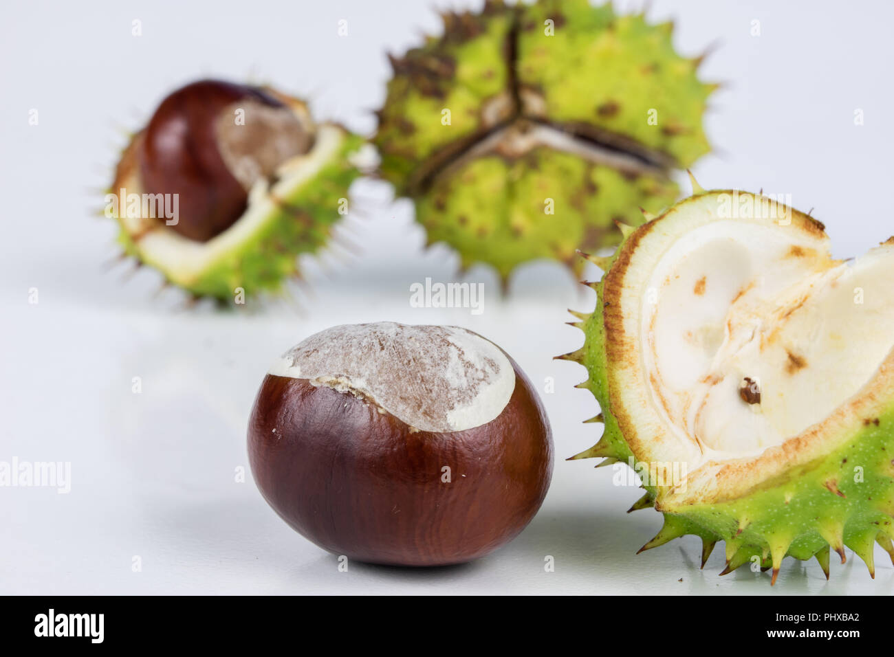Ripe chestnuts in casings on a white table. Fruit of the tree ...