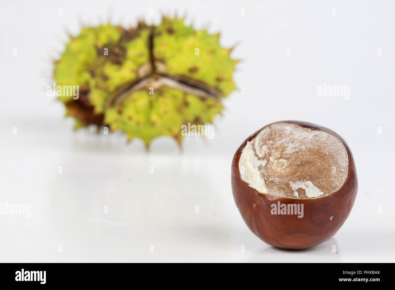 Ripe chestnuts in casings on a white table. Fruit of the tree ...