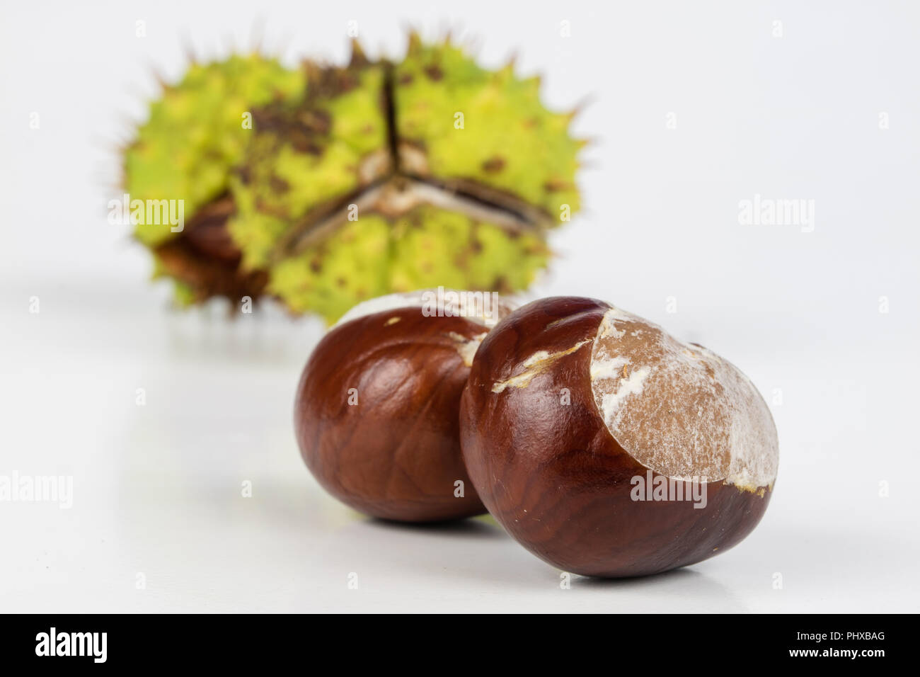 Ripe chestnuts in casings on a white table. Fruit of the tree ...