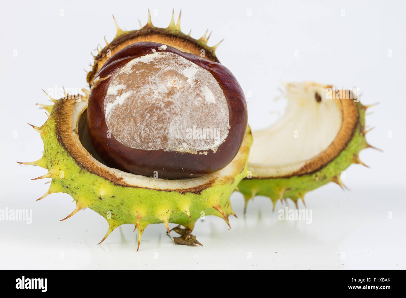 Ripe chestnuts in casings on a white table. Fruit of the tree ...