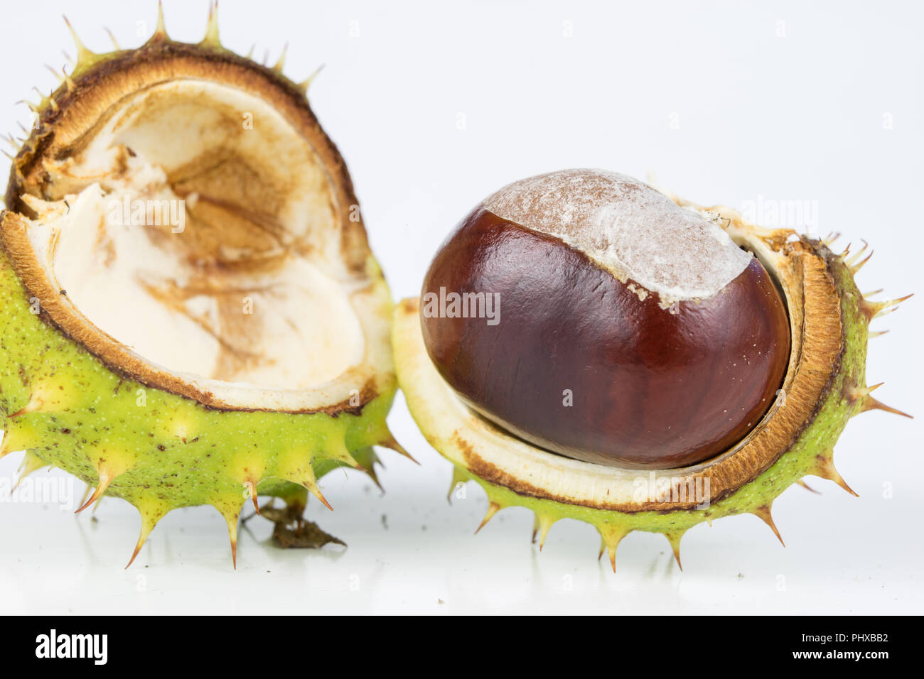 Ripe chestnuts in casings on a white table. Fruit of the tree ...