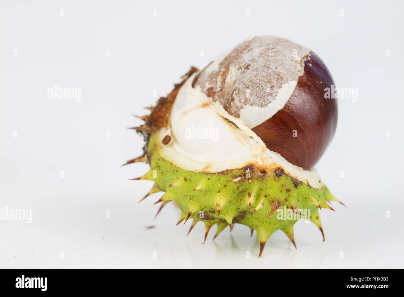 Ripe chestnuts in casings on a white table. Fruit of the tree ...